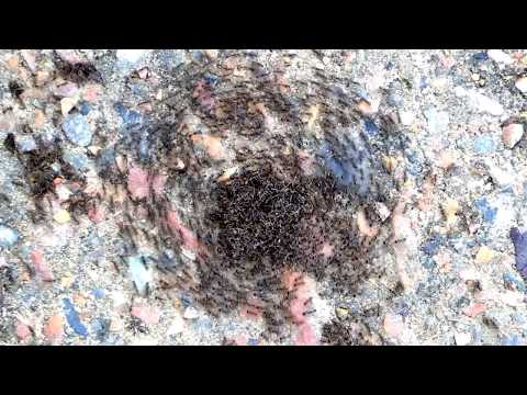 Ant Mill #2