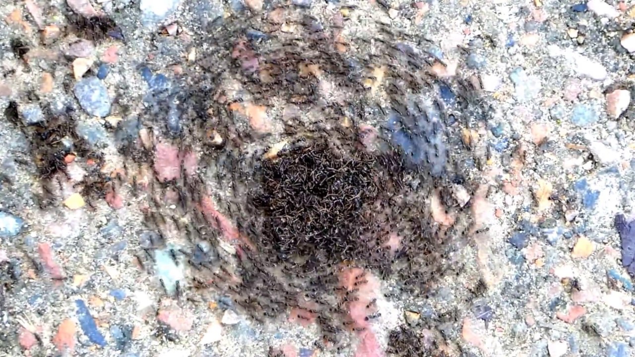 Ant Mill #2 - YouTube