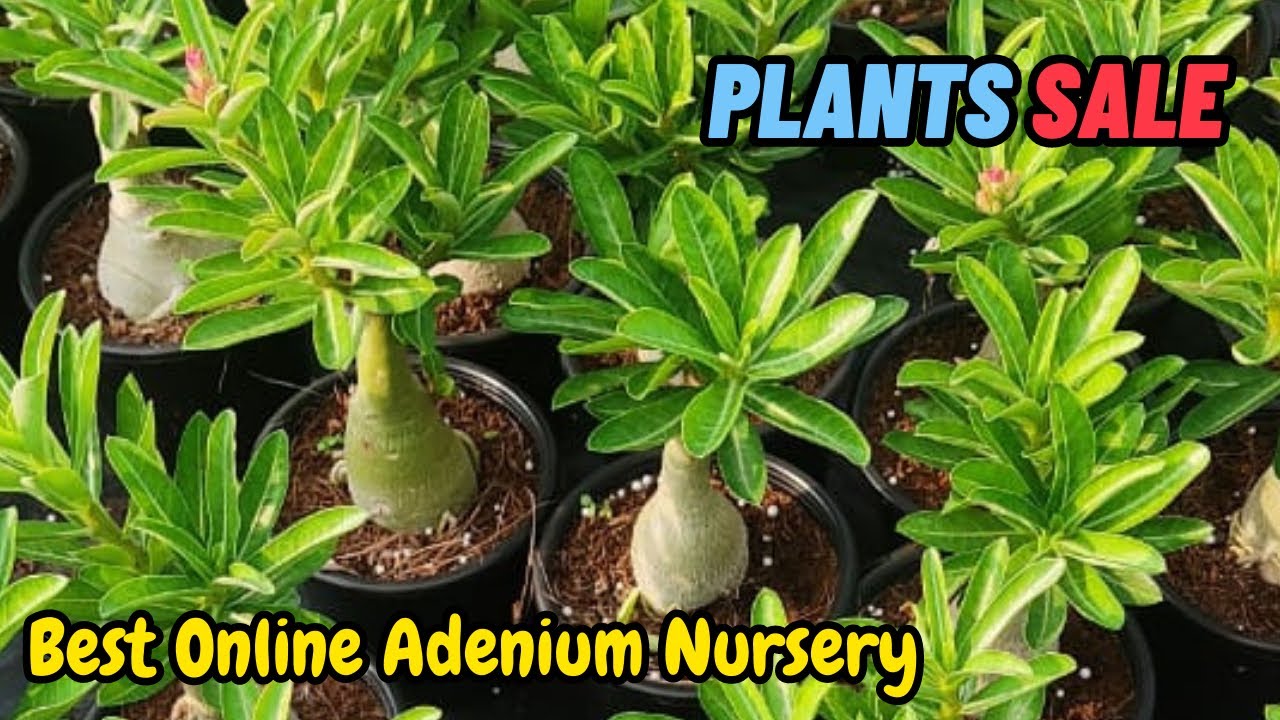 Best Online Adenium Nursery In India - YouTube