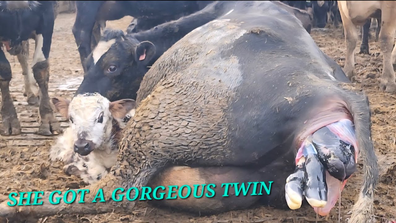Cow Giving Birth to a Big twin Speckle Park , Calving at the Barn - YouTube