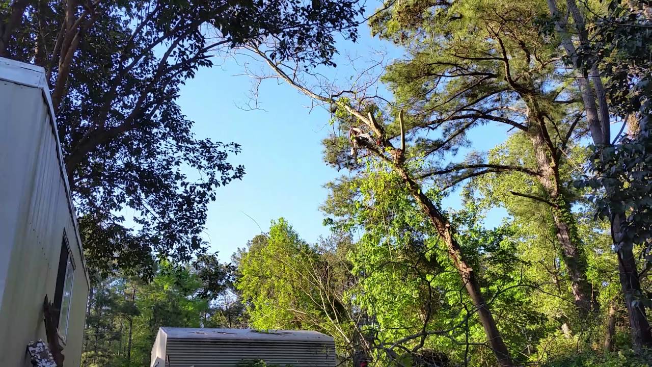 Sam the Tree Man - YouTube