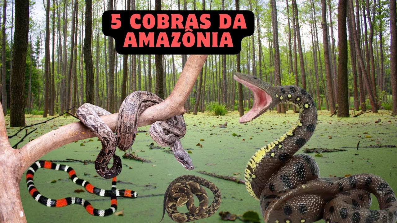 Cobras da Amazônia: Uma Exploração fascinante na Selva Tropical - YouTube