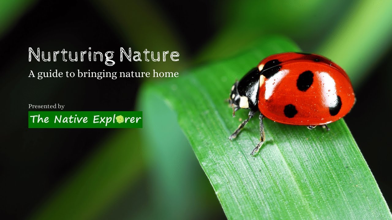 Nurturing Nature: A guide to bringing nature home - YouTube