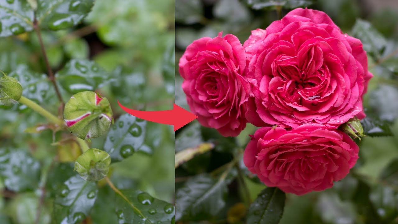 évolution d'une rose/présentation de la chaîne -ludexplo - YouTube