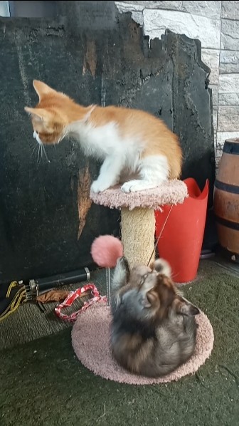 Time Machine Cats !!!! Longest Daily Cat's Story - YouTube