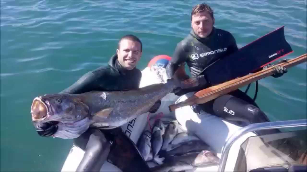 Pesca sub: Ombrina a Cadiz / Pesca submarina: Corvina en Cadiz - YouTube