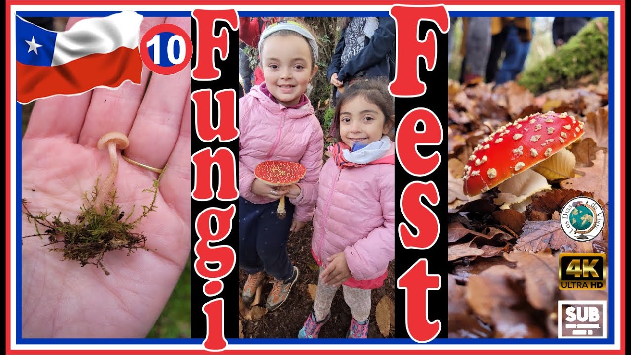 🌎🇨🇱 INCREÍBLE mundo de los HONGOS!🍄#Fungifest Parque Saval ISLA TEJA ...