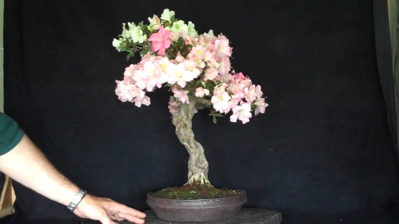 Exposed root azalea in bloom! - YouTube