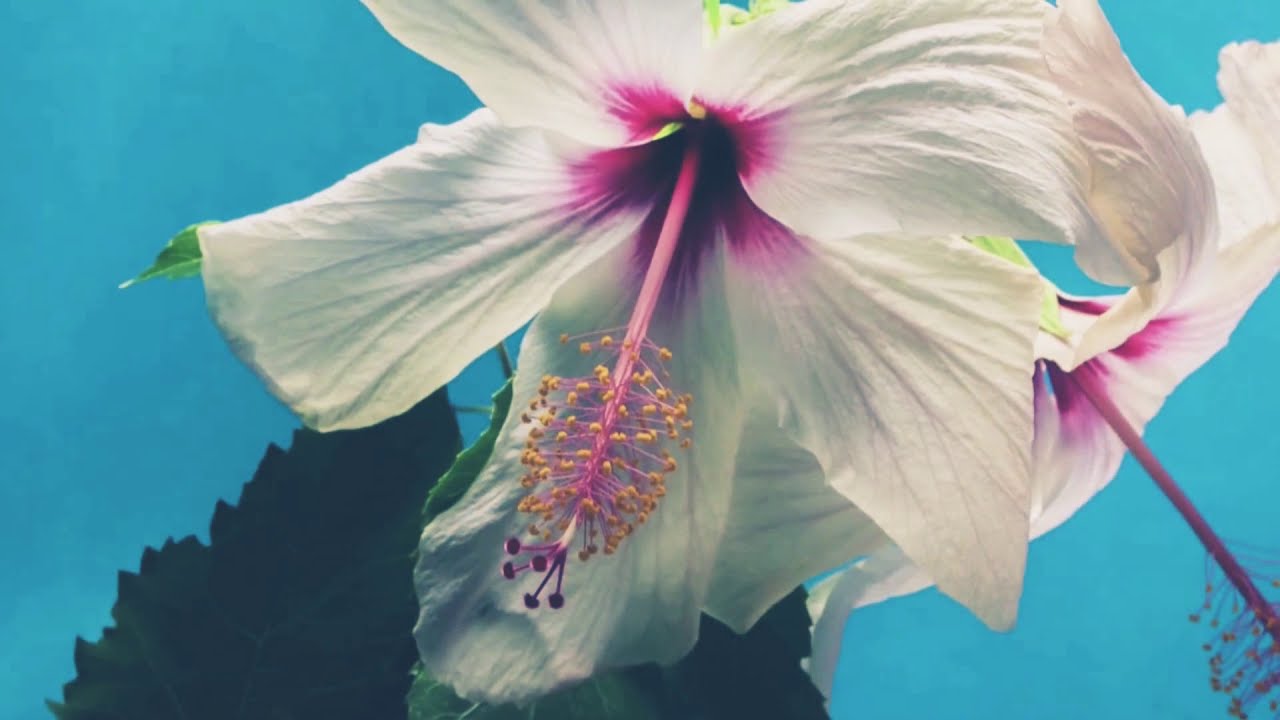 Blooming Flowers!!Chirpy Birds Flowers lovely !My Beauty my nature ...