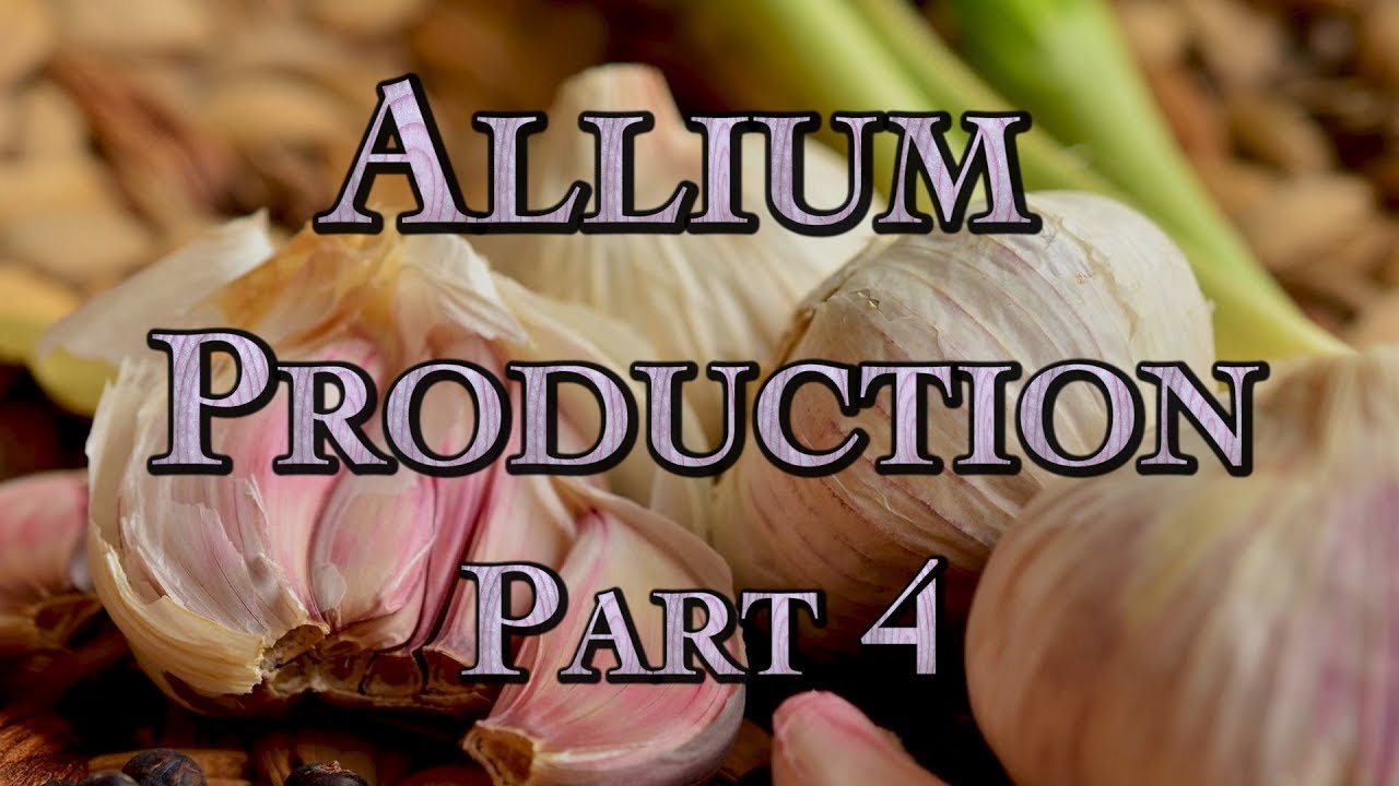 Allium Production Part 4 - YouTube