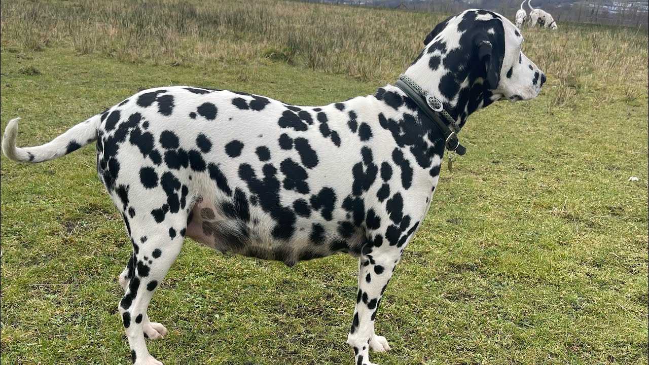 8th week of canine pregnancy - YouTube