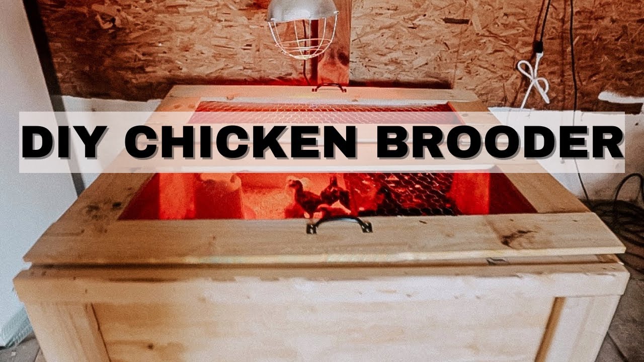 DIY Chicken Brooder Box | Large chicken brooder - YouTube