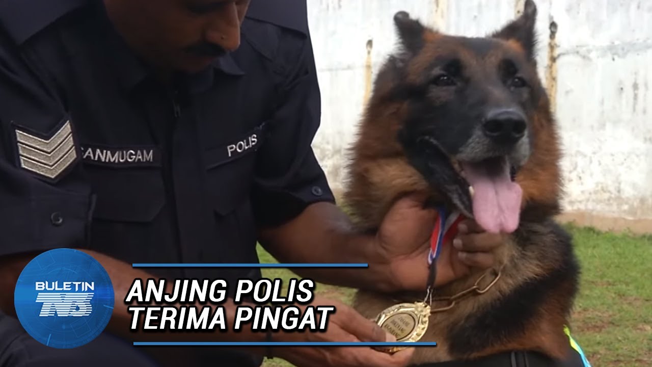 K9 PDRM | 'Lao Wu' Dianugerah Pingat Jasamu Dikenang - YouTube