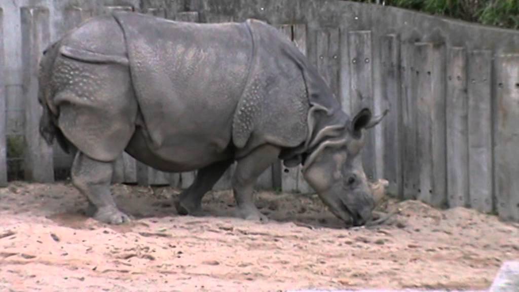 Un rinocer la Zoo - YouTube