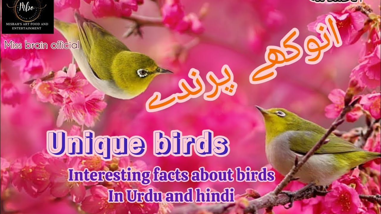 INTERESTING FACTS ABOUT BIRDS IN URDU/HINDI |انوکھے پرندےجو کبھی نہیں ...