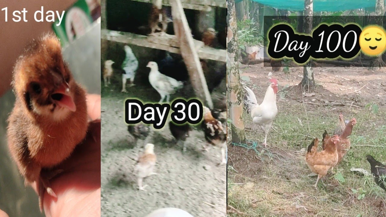 1-100 Days Turn । #chicken #chick #farmerguru #farming - YouTube