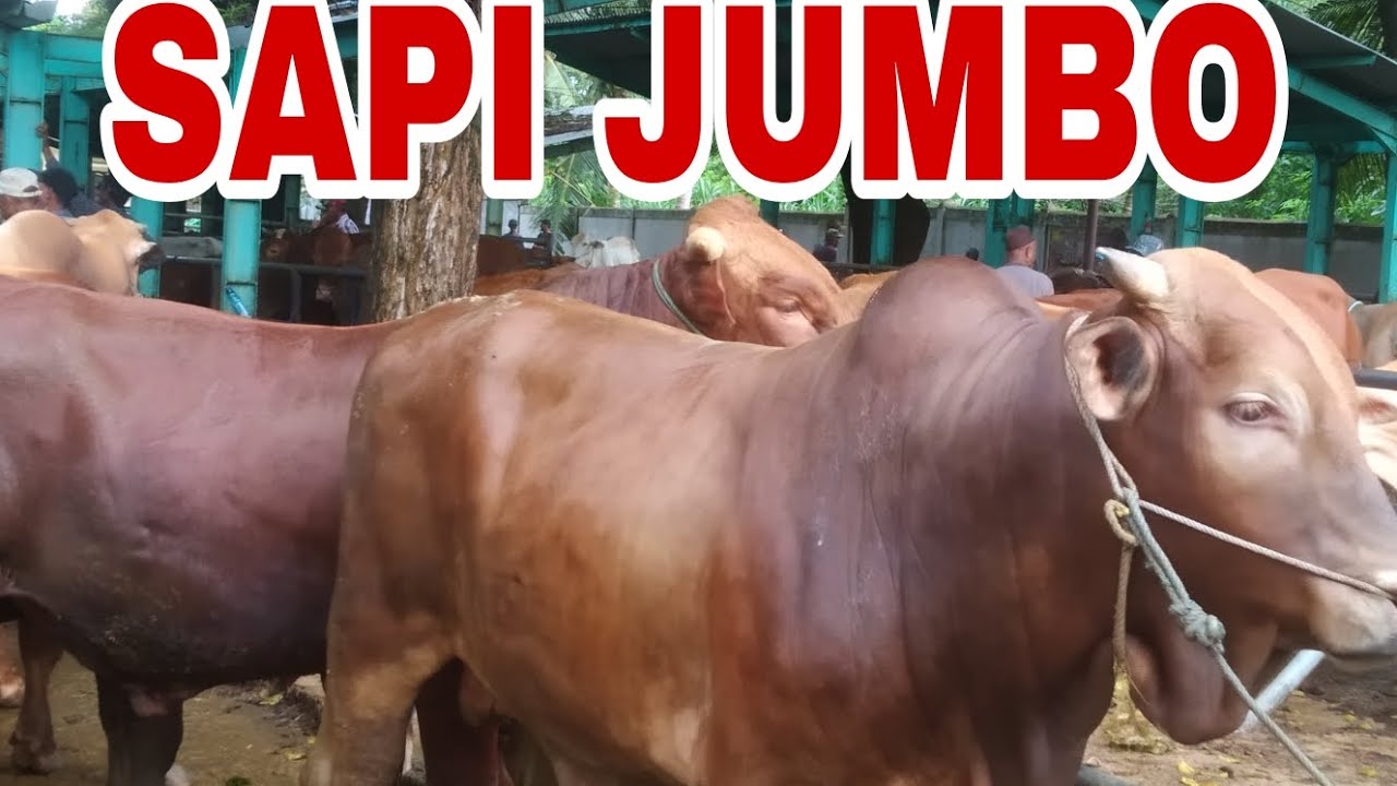 LIHAT LIHAT KUMPULAN SAPI SUPER DI PASAR SAPI/HEWAN PELAIHARI TANAH ...