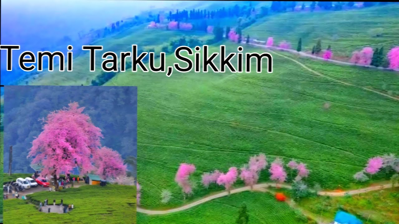 Temi Tarku, Sikkim, Cherry blossom #Tea garden #tourist place #travel ...