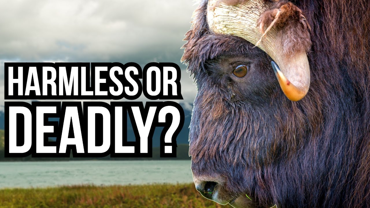 3 "Harmless" Animals That Have Proven To Be Deadly - YouTube