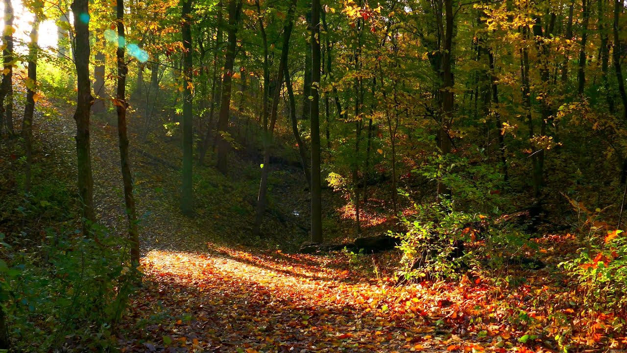 Morning’s Sunlight Comes to Autumn Forest, Time Lapse - YouTube