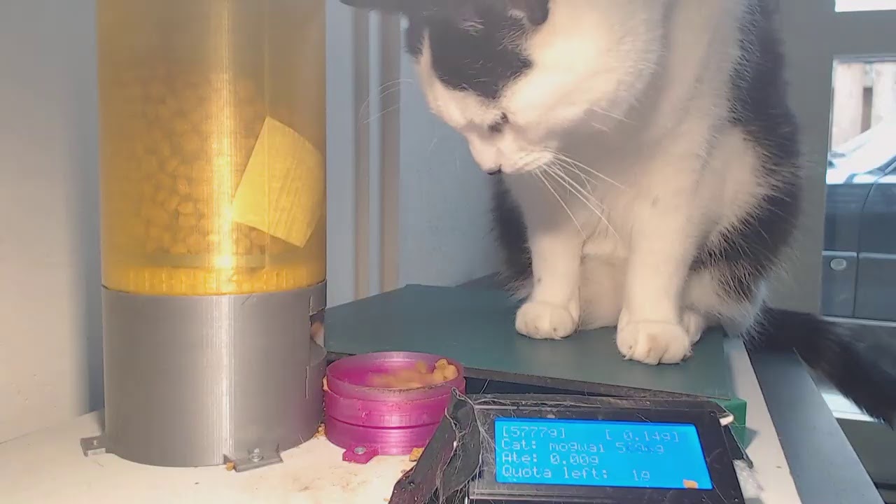Meowton Live Stream - YouTube