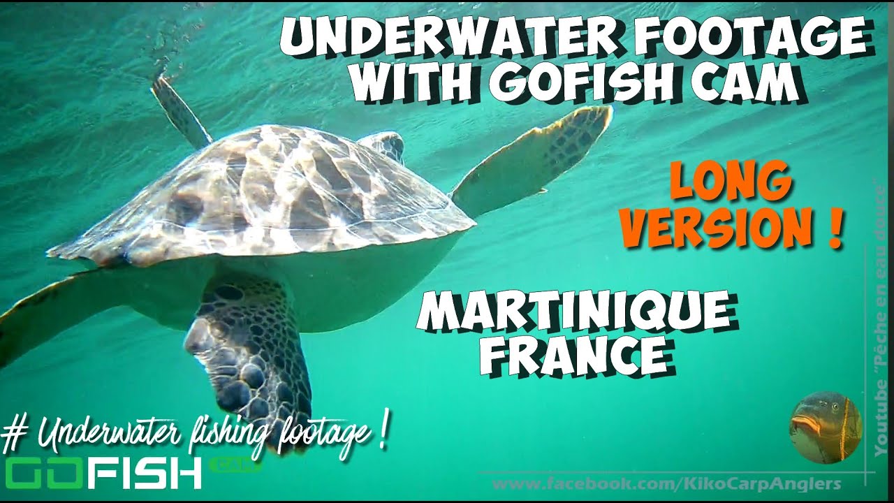 DIVING WITH SEA TURTLE - LONG VERSION (Underwater / Martinique - France ...