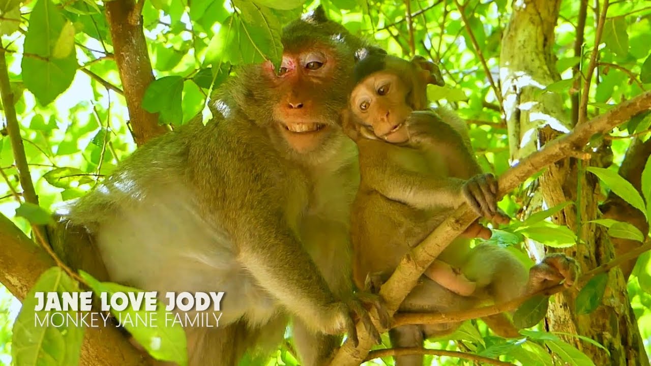 Lovely monkey Jane and Jody, Mum monkey Jane always protect Jody - YouTube