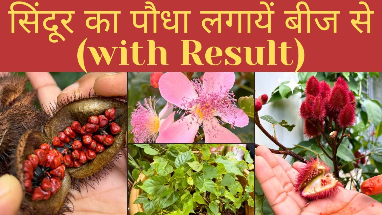 सिंदूर को बीज से कैसे लगायें ( Result Update)How to grow Sindoor plant ...