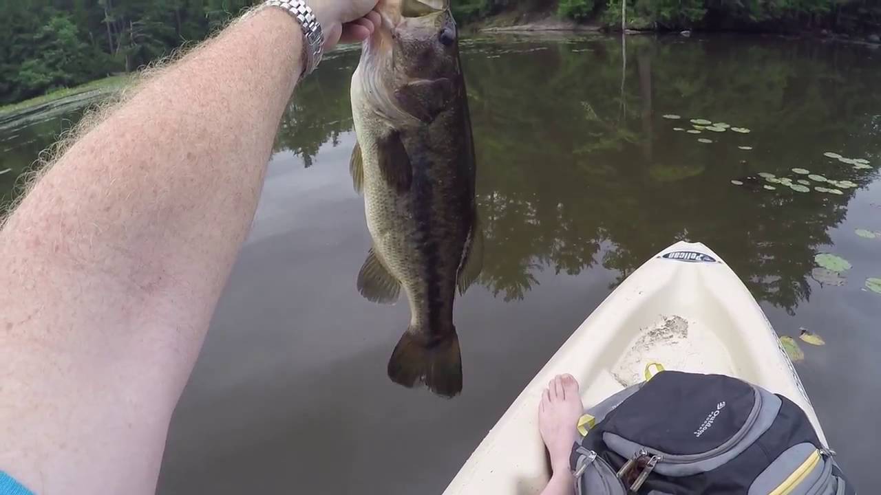 2 Three Pound Largemouth Bass YouTube 2-three-pound-largemouth-bass-youtube