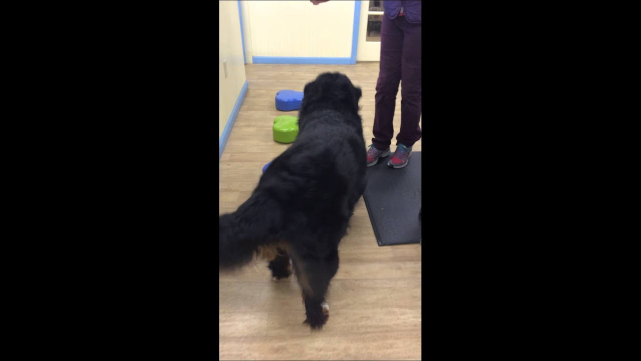 Gait stepping over objects - YouTube