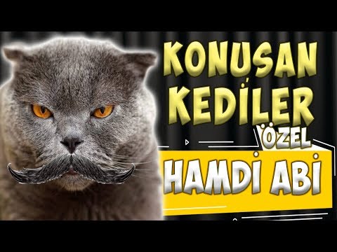 Konuşan Kediler ve Köpekler - HAMDİ ABİ ÖZEL