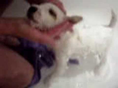 Jack's First Bath! Puppy Dog! - YouTube