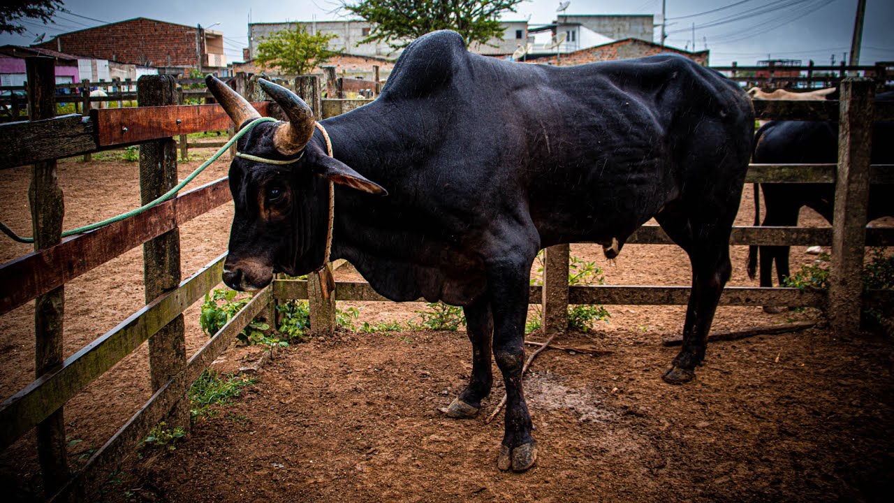 BOI GIGANTE NA FEIRA DE GADO EM CACHOEIRINHA PE!! QUINTA FEIRA 08/09 ...