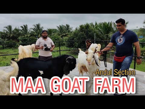 Big Andul Goats At Maa Goat Farm. - YouTube