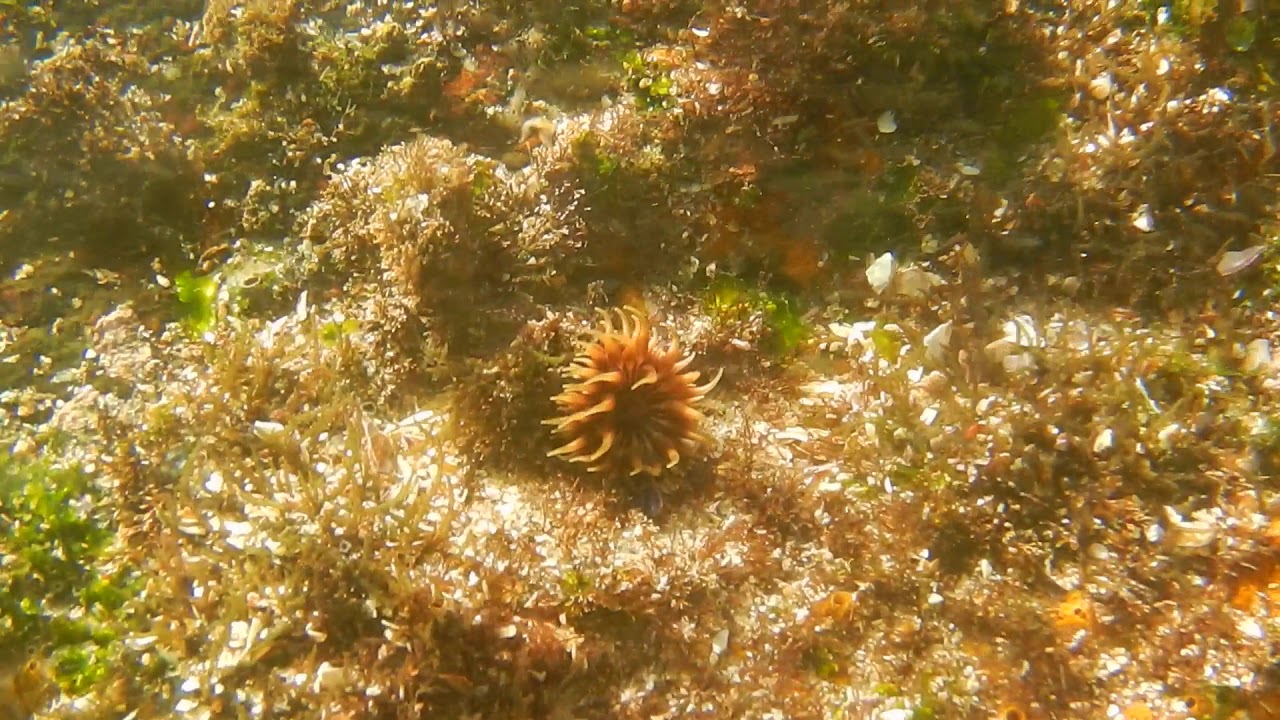 Bunodosoma caissarum e Actiniaria sp, Classe Anthozoa, Filo Cnidária ...