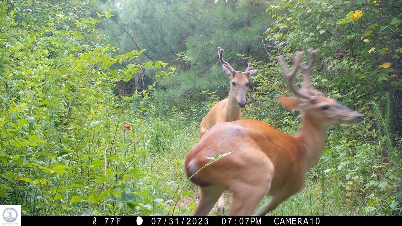 Bucks & does. Bully buck. Fox. Blue Heron at the stream. More! - YouTube