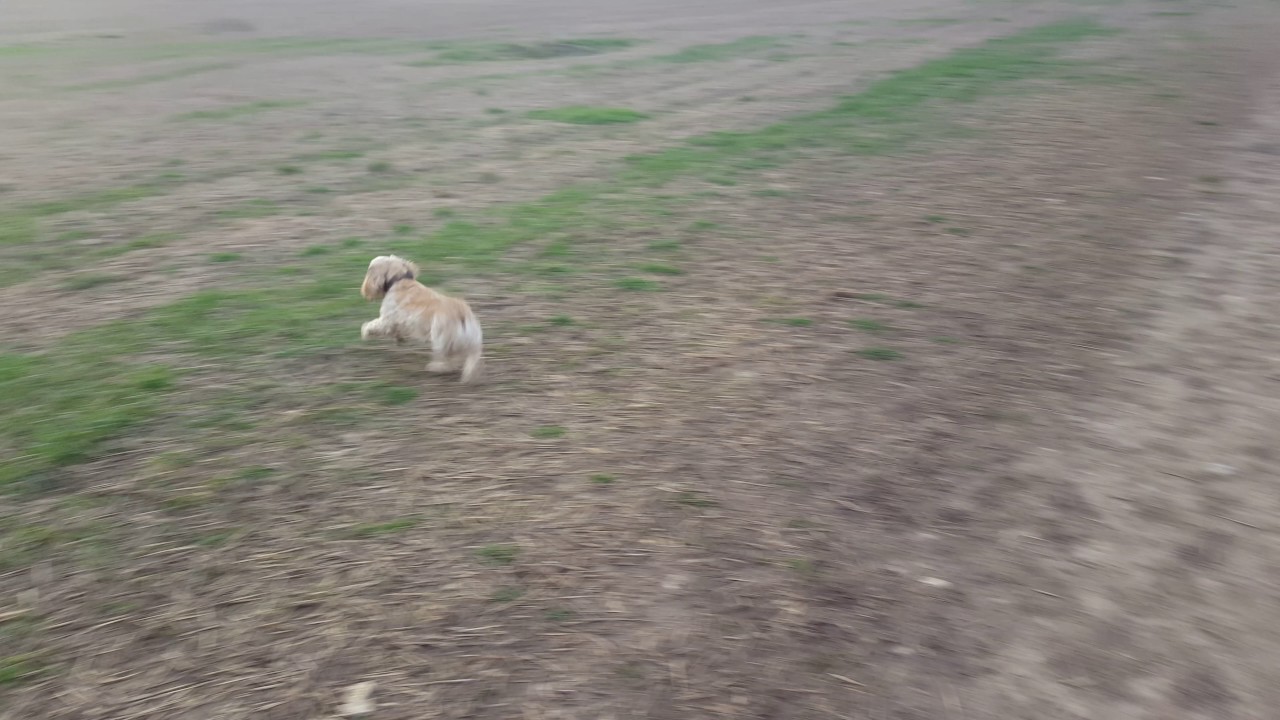 American cocker spaniel basic dummy retrieve - YouTube