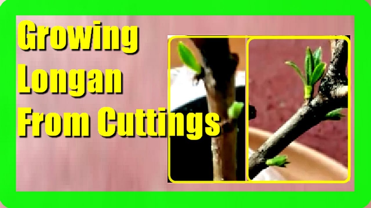 Unlock the Secret to Growing Longan from Cuttings Easily - YouTube