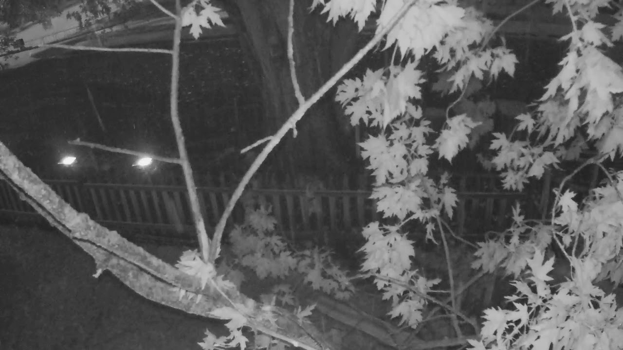 Large Tree Branch Snaps from Mini Ice Storm - YouTube