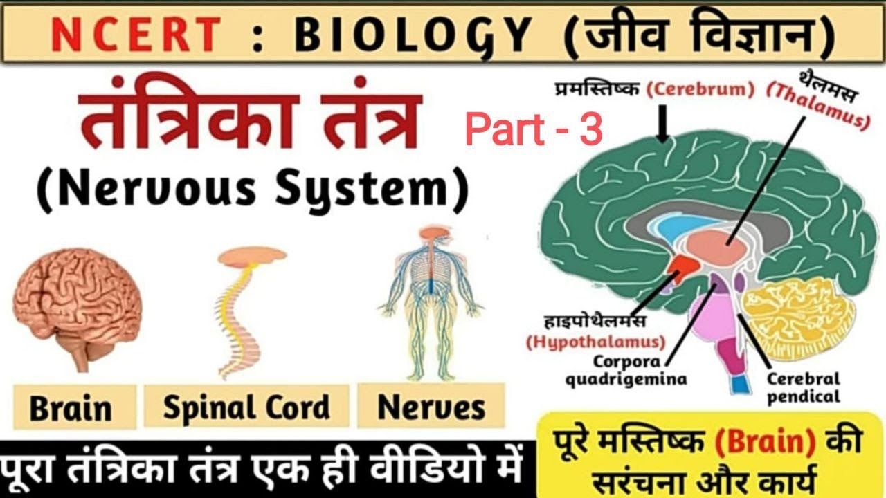 Types of brain Part 3 structure of brainmid brain|Thalamus|Hypothalamus ...