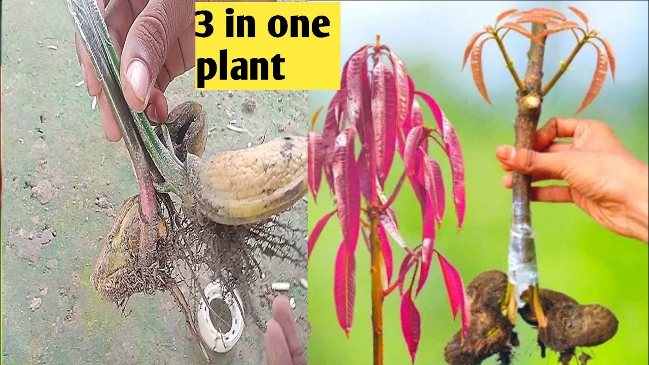 Multiple stone grafting mango tree | Mango stone grafting techniques ...