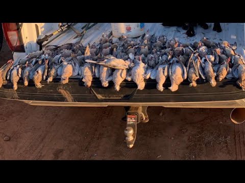 Dove Hunting!! (Catch Clean Cook) - YouTube