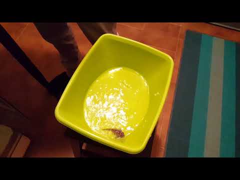Unboxing adult hypancistrus zebra l 046