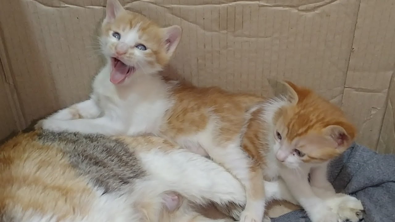 Mother Cat Showing Love For Her Kittens She Is Cuddling Them - YouTube