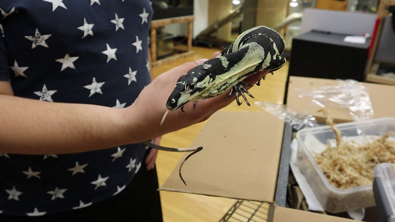 Bell Phase Lace Monitor Unboxing - YouTube