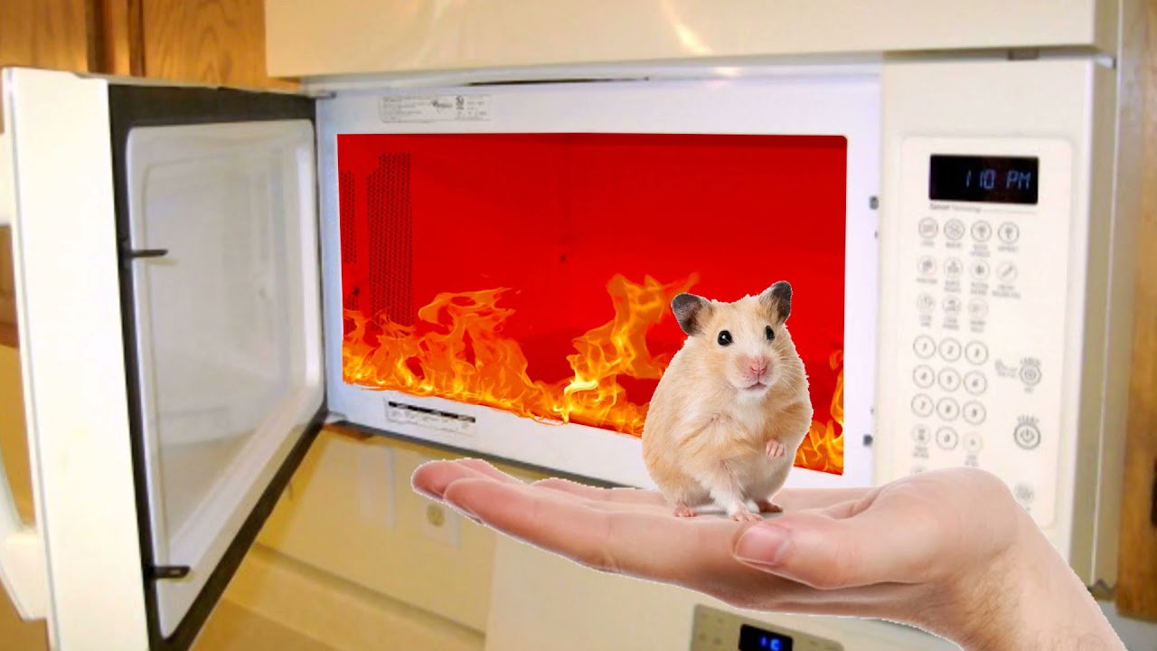 ASMR - Microwaving a Hamster - YouTube