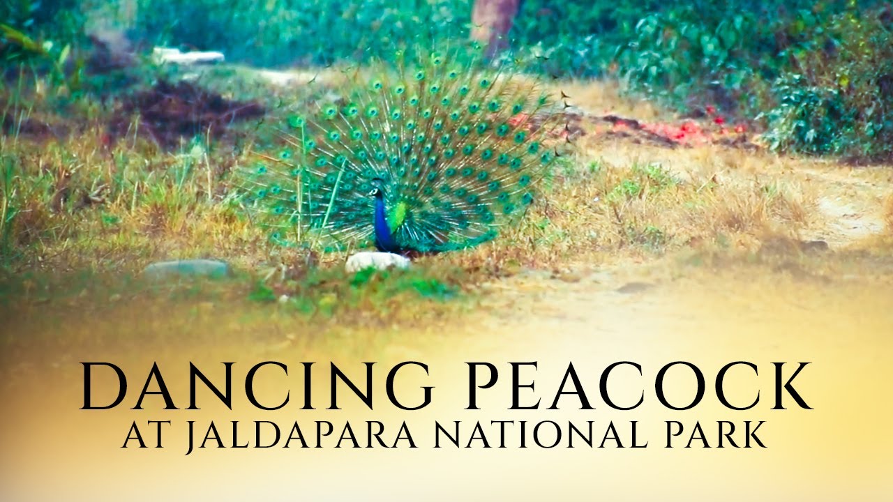Dancing Peacock at Jaldapara National Park - YouTube