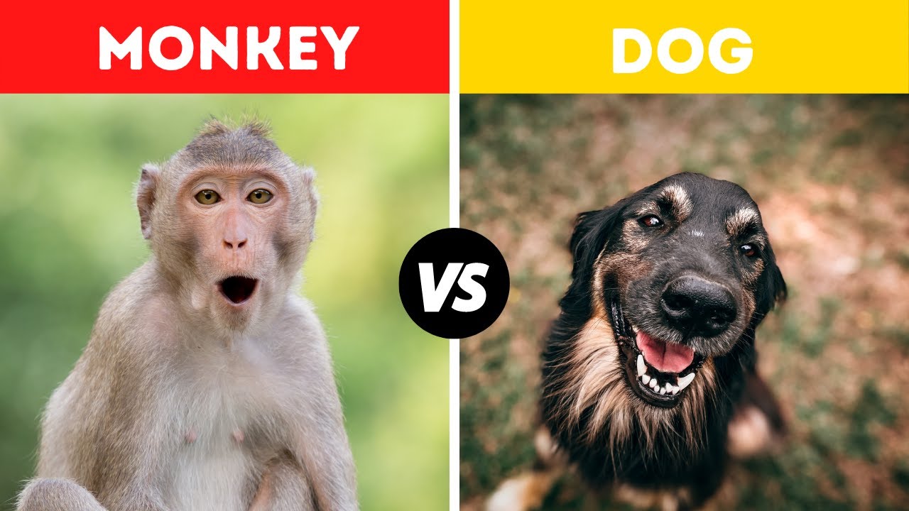 Monkey vs Dog Fight at the Railway Station || Monkey and Dog Fight ...