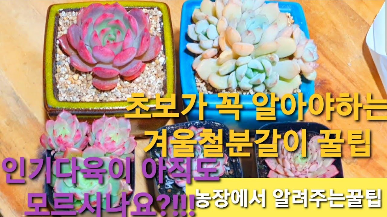 다육이♡ 초보가 알아야하는 겨울분갈이꿀팁 인기다육이 아직도 모르는거 아니죠 농장에서 알려주는 다육이분갈이 정보 다육이키우기