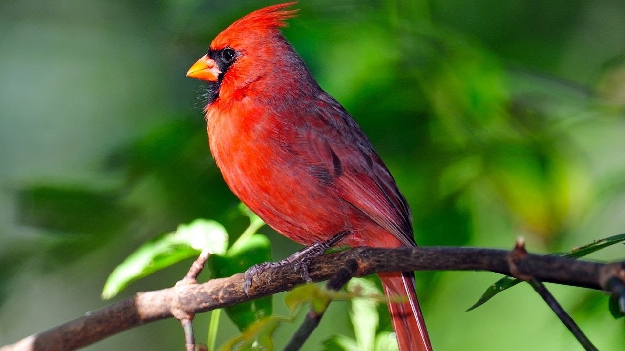 Relax Cardinal Sounds, Relaxation or Sleeping | 3 Hours - YouTube